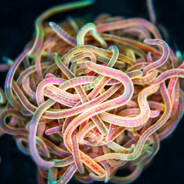 A tangled tale of worm jello – Bowler Hat Science